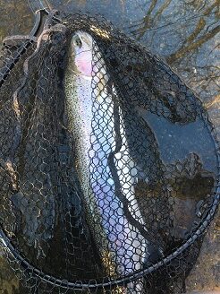 Testimonials - Arctic Spinners